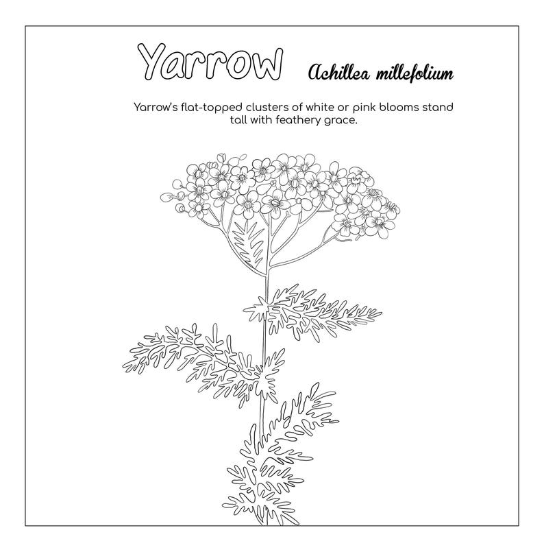 Yarrow Flower Coloring Page - Etsy