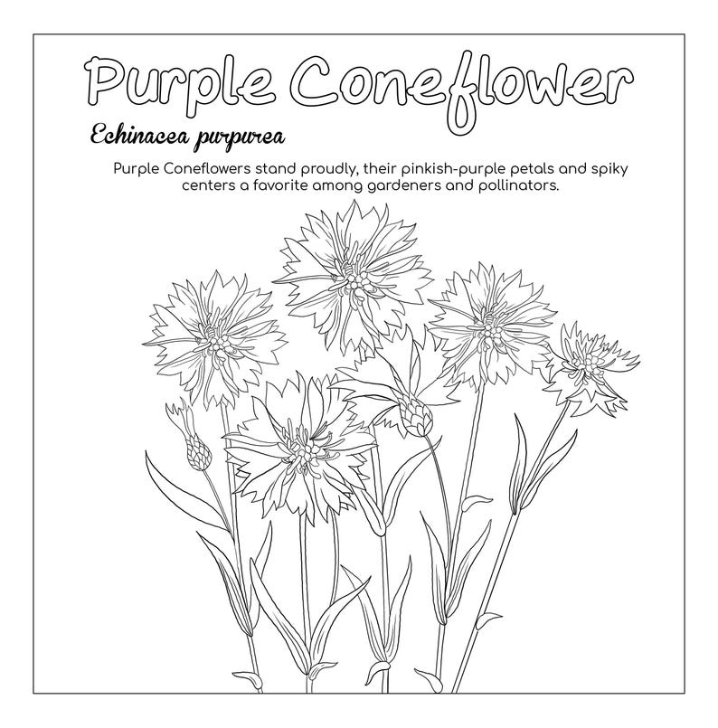 Purple Coneflower Flower Coloring Page - Etsy