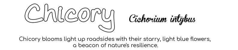 Chicory Flower Coloring Page - Etsy