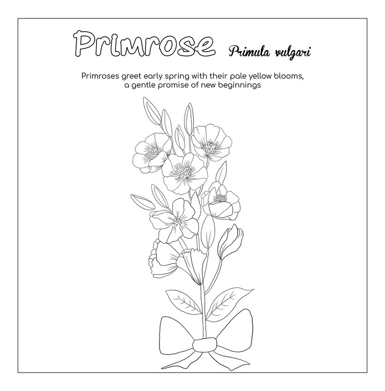 Primrose Flower Coloring Page - Etsy