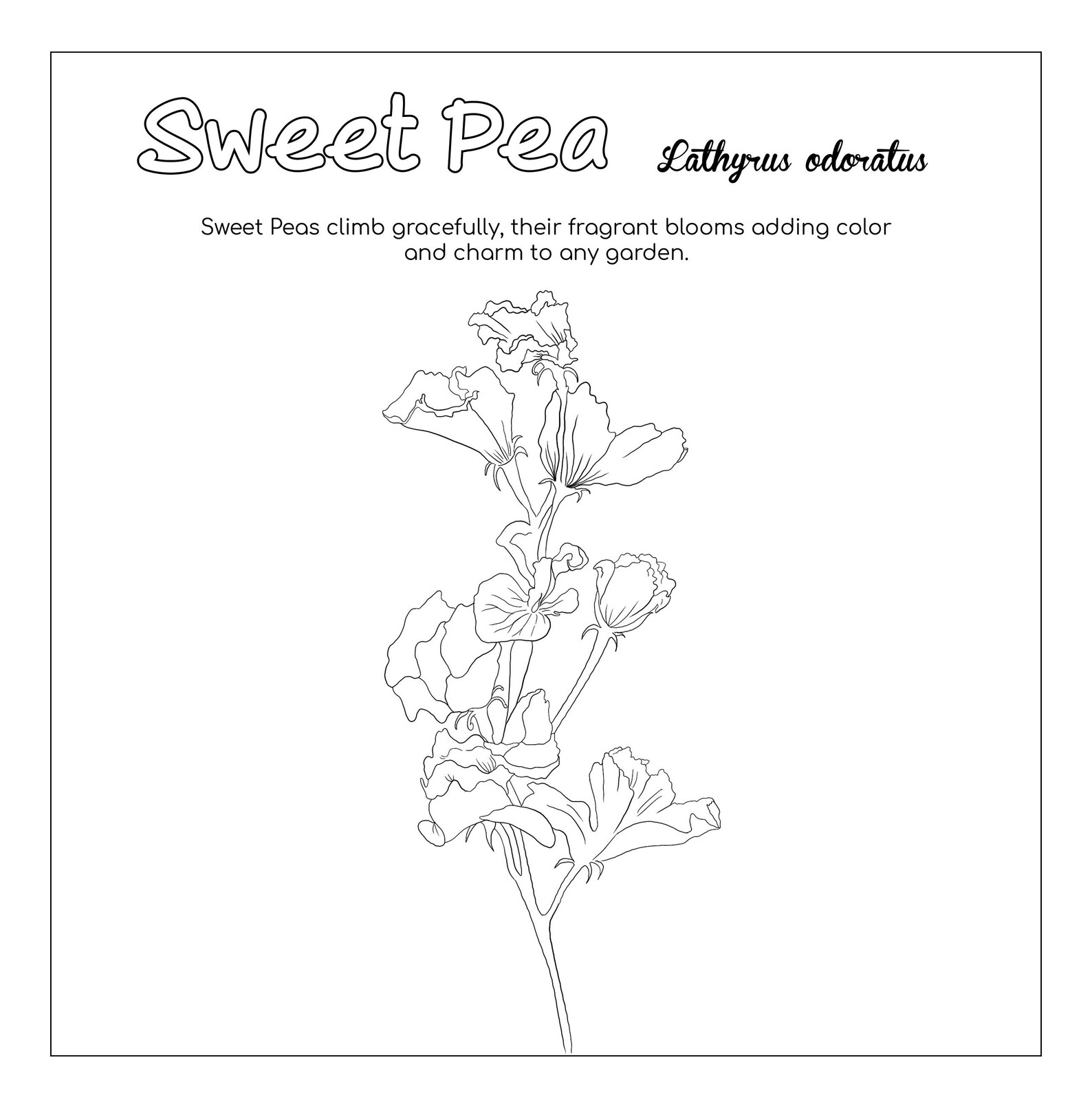 Sweet Pea Flower Coloring Page - Etsy