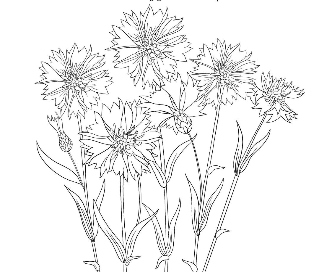 Purple Coneflower Flower Coloring Page - Etsy