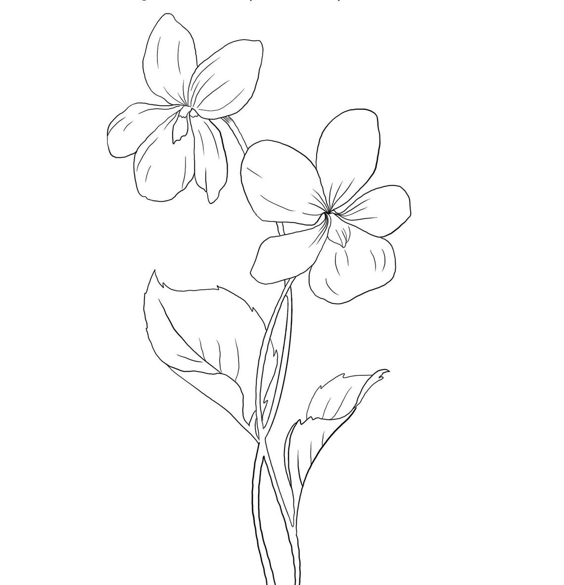 Violet Flower Coloring Page - Etsy