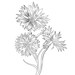 Cornflower Flower Coloring Page - Etsy