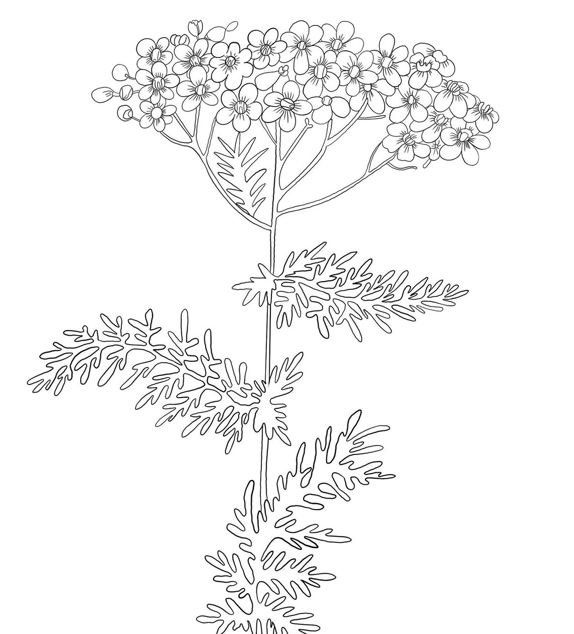 Yarrow Flower Coloring Page - Etsy