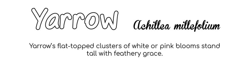 Yarrow Flower Coloring Page - Etsy