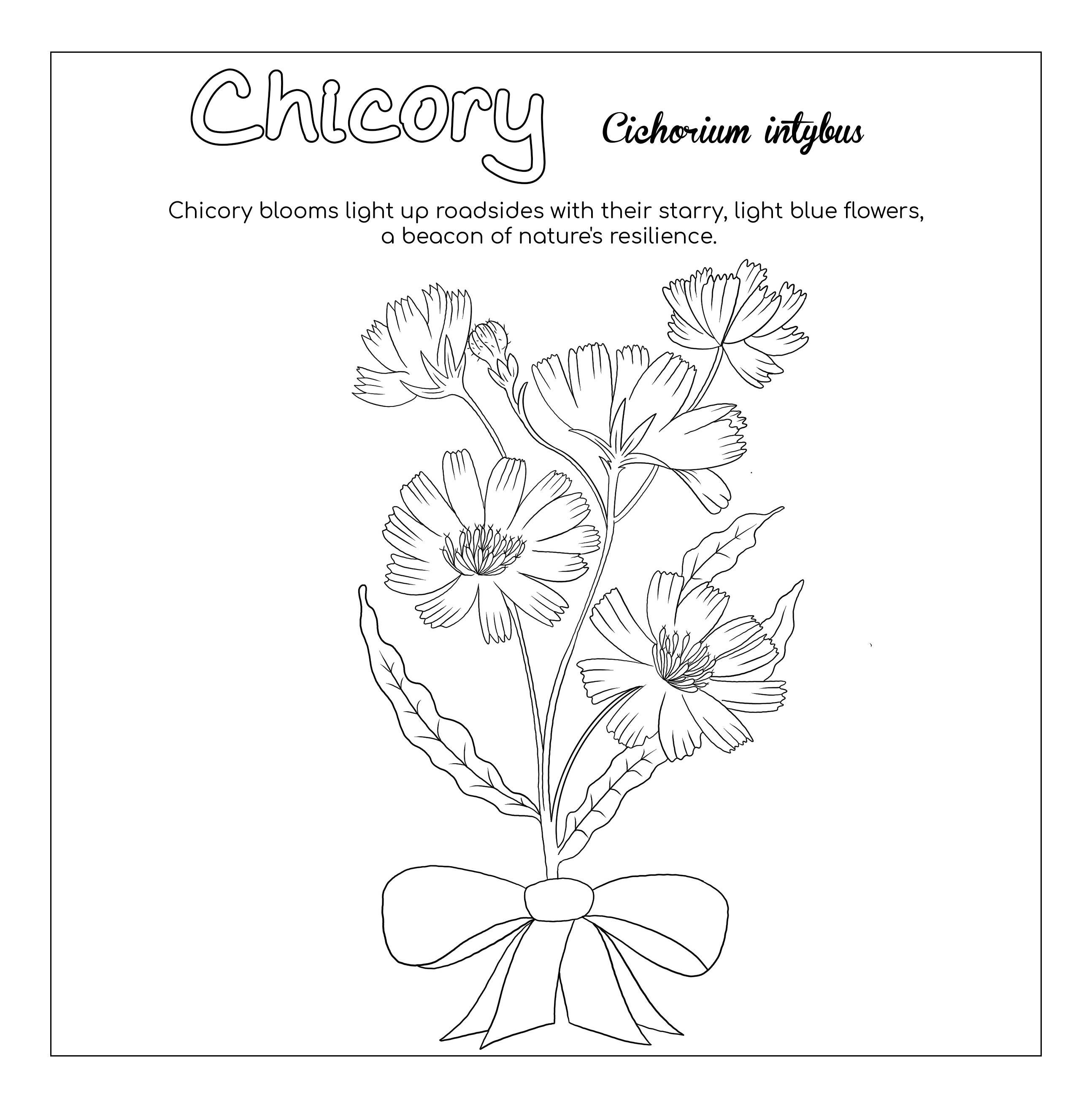 Chicory Flower Coloring Page - Etsy