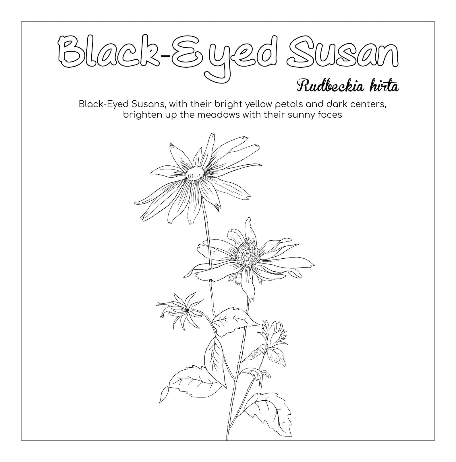 Black-eyed Susan Flower Coloring Page - Etsy