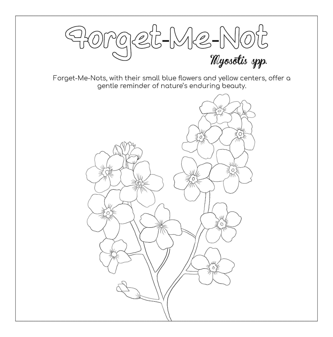 Forget-me-not Flower Coloring Page - Etsy