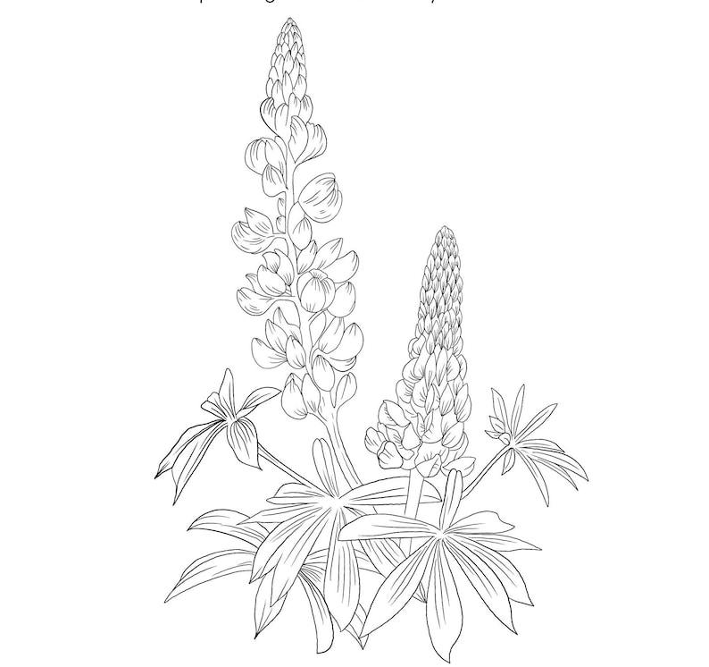 Lupine Flower Coloring Page - Etsy