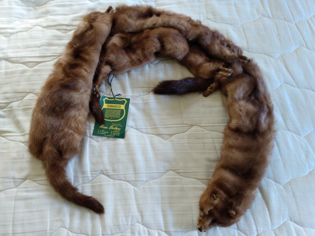 Vintage 4 Golden Mink- Fur -pelt -stole -collar -4 Full Body With Dry ...