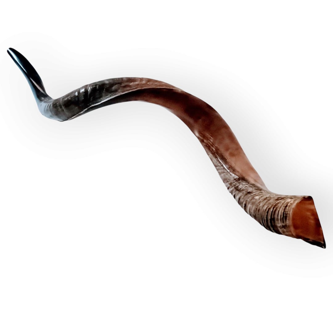 Kudu Yemenite Horn Shofar A Jewish Ritual Instrument, From a Kudu ...