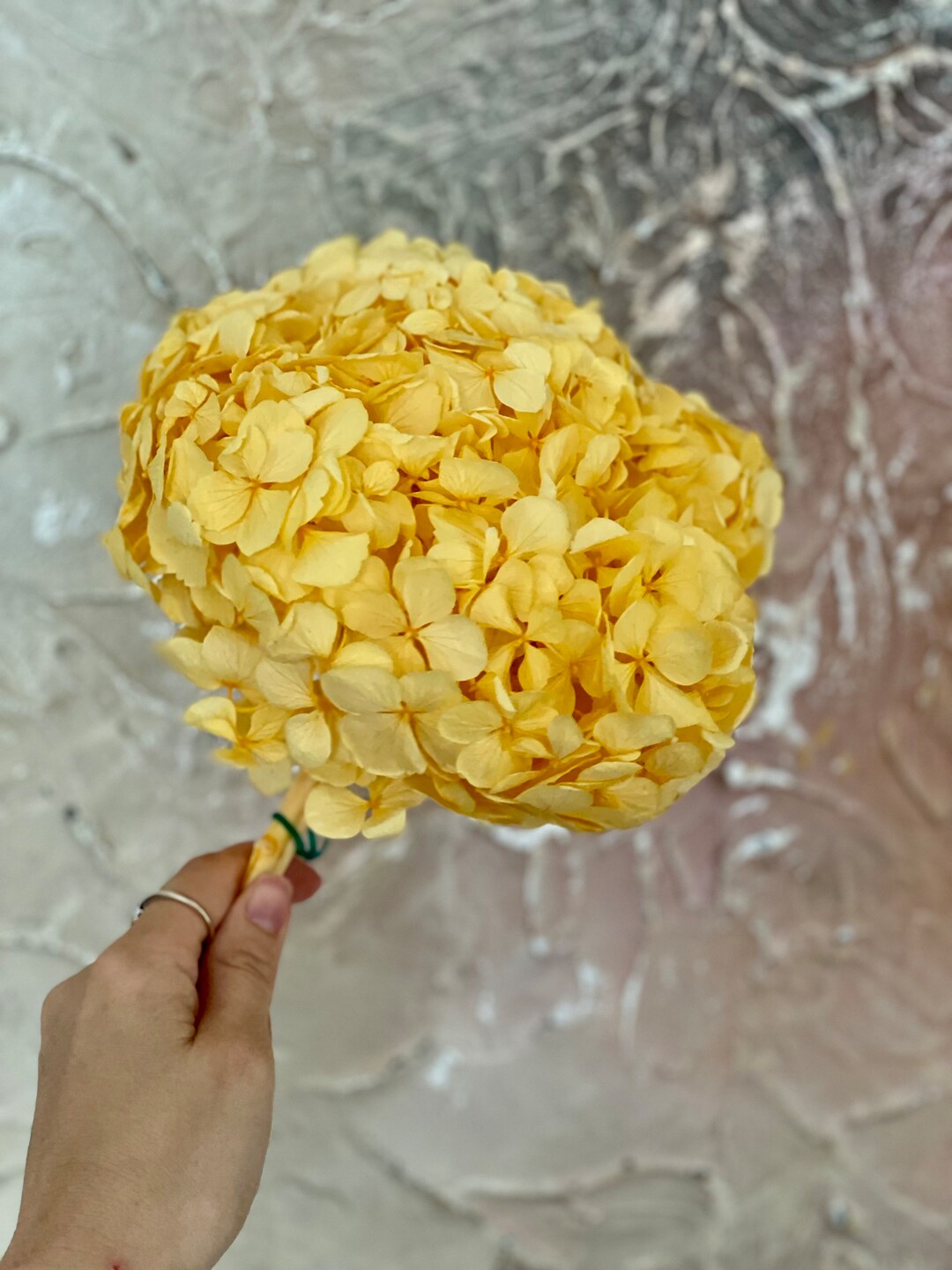 Yellow Preserved Hydrangea | Diameter 20-22cm, Hydrangea, Bridalflower ...
