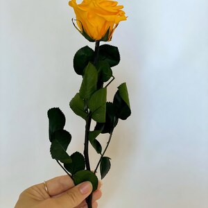 Preserved Rose With Stem I Forever Rose for Anniversary I Infinity Rose ...