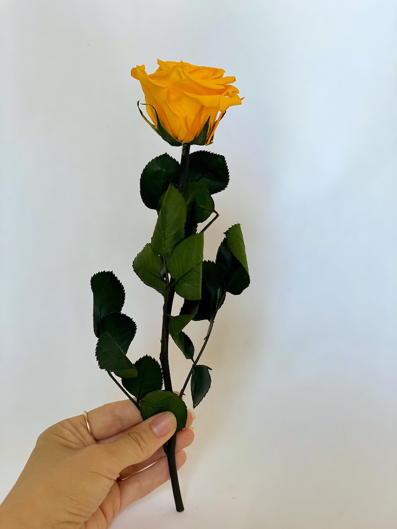 Preserved Rose With Stem I Preserved Rose for Anniversary I Forever ...