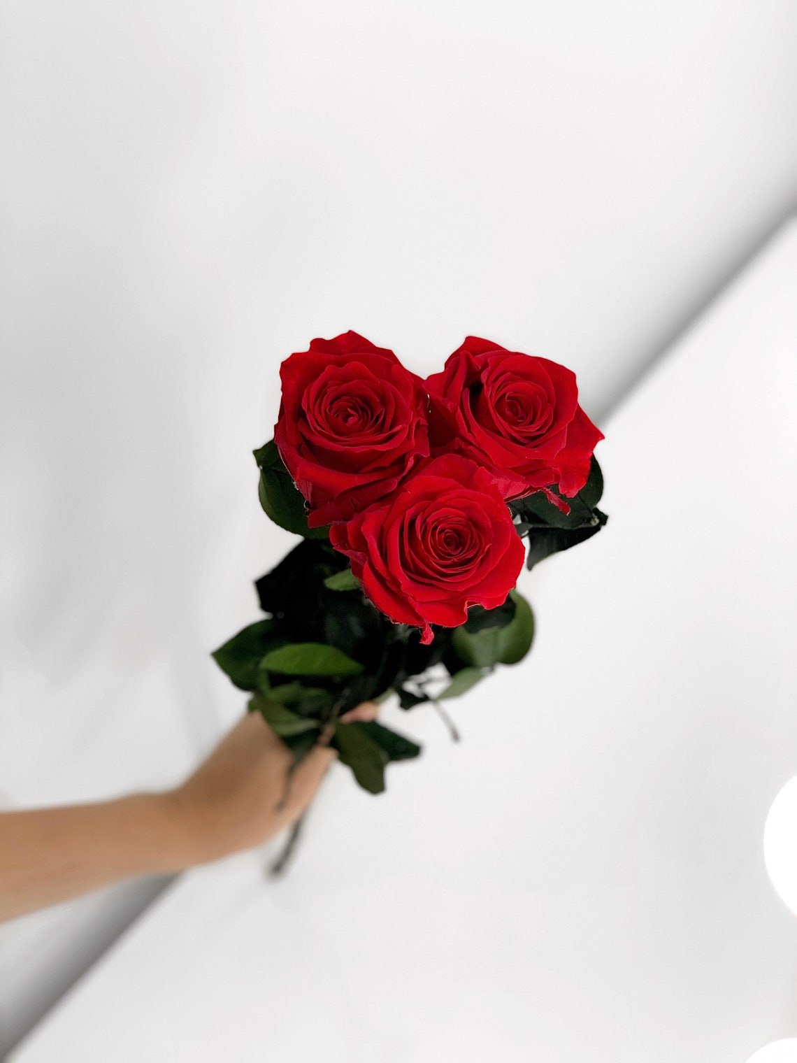 Preserved Rose With Stem I Preserved Rose for Anniversary I Forever ...
