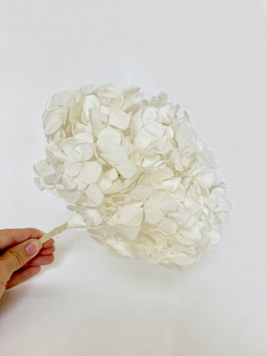 White Preserved Dried Hydrangea Bouquet | Diameter 20-22cm ...