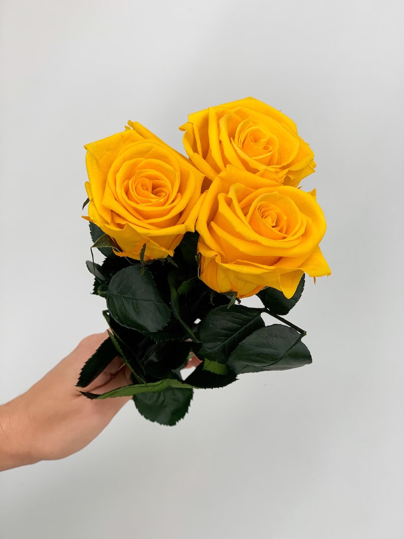 Preserved Rose With Stem I Preserved Rose for Anniversary I Forever ...