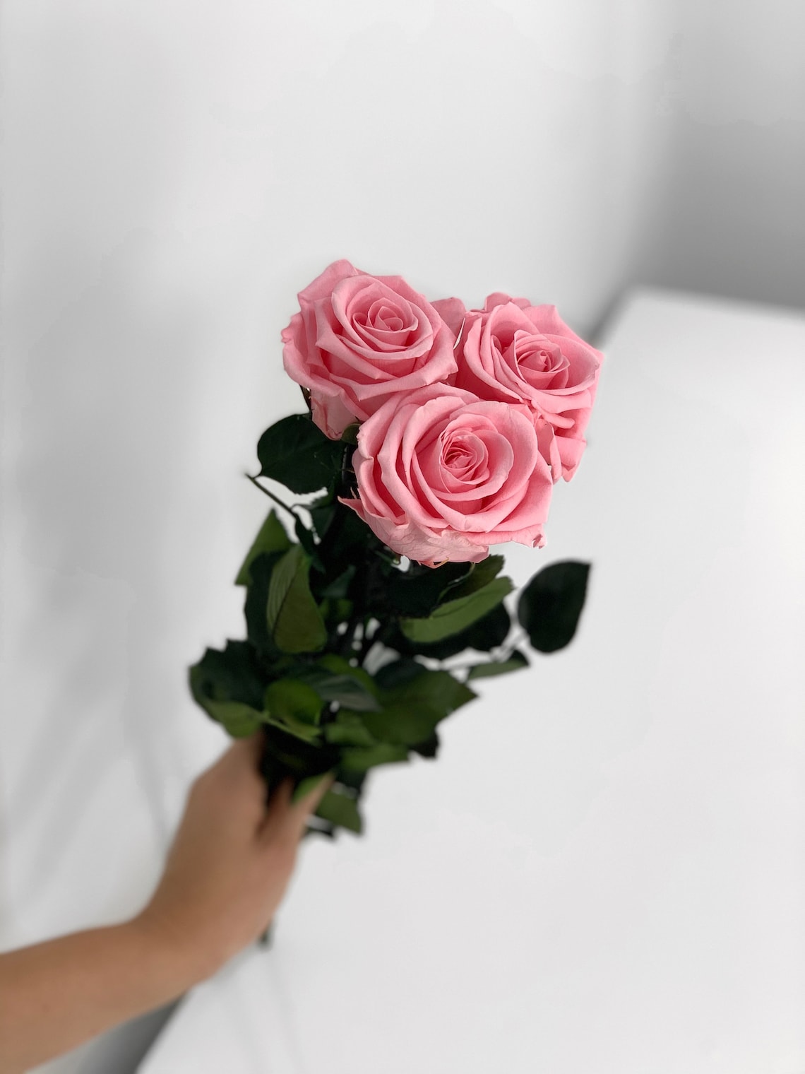 Preserved Rose With Stem I Preserved Rose for Anniversary I Forever ...