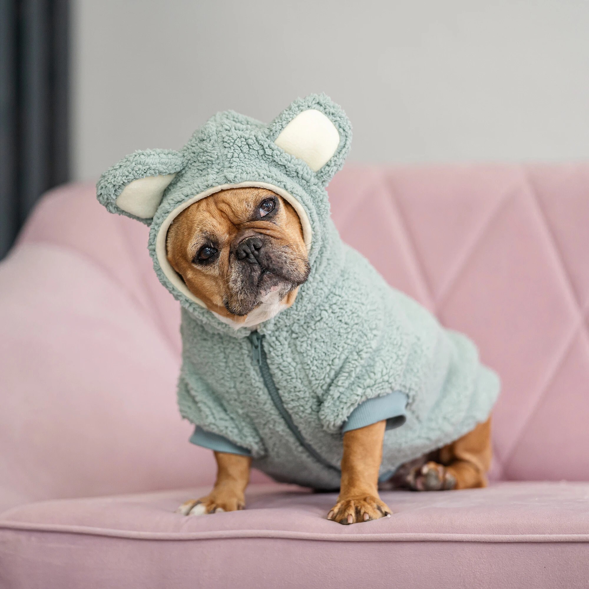 Discover Stylish Dog Clothes and Harness at Havinoshop.keep Your Best ...
