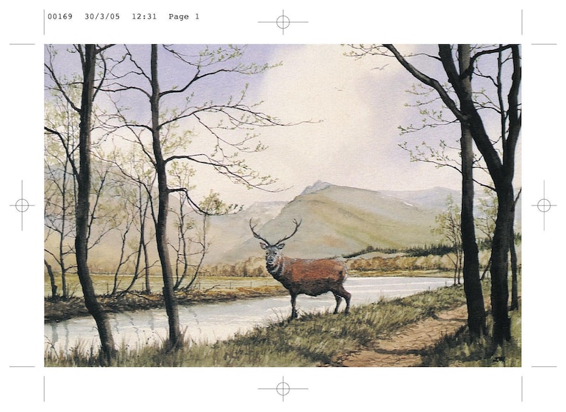 Stag by John Holmes - Etsy UK