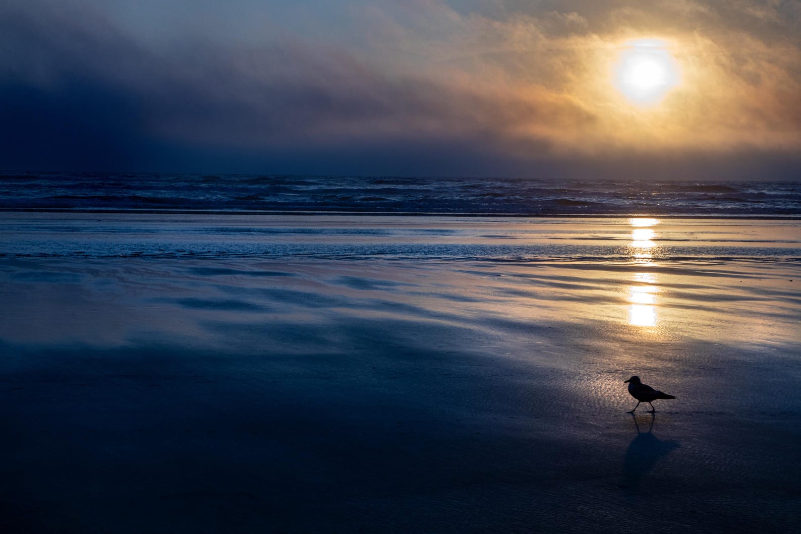 Solitary Seagull at Sunset | Oregon Coast Photography | Scenic Beach ...