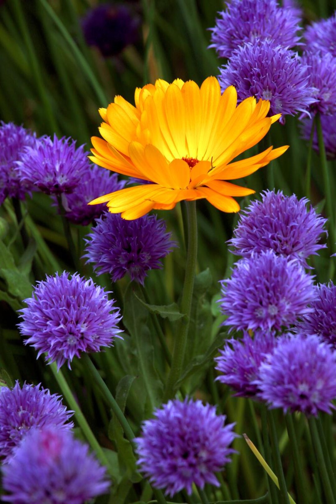 Calendula Bicolor (star Marigold) – Botanical Wall Art - Etsy