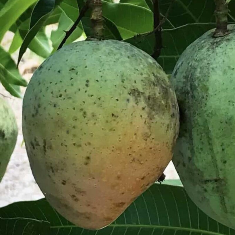 Mango Tree - Etsy