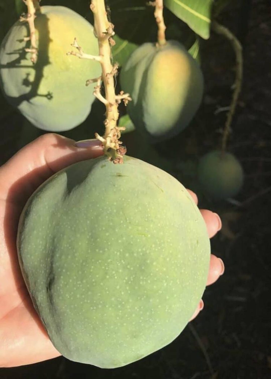 Peach Cobbler Mango Tree - Etsy