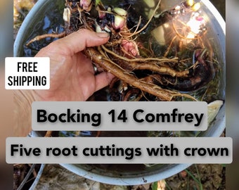 Russian Comfrey Live Root Cuttings Bocking 14 - Etsy