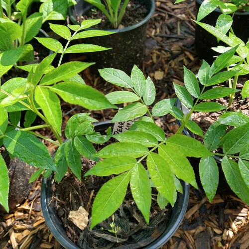 American Elderberry sambucus Canadensis - Etsy