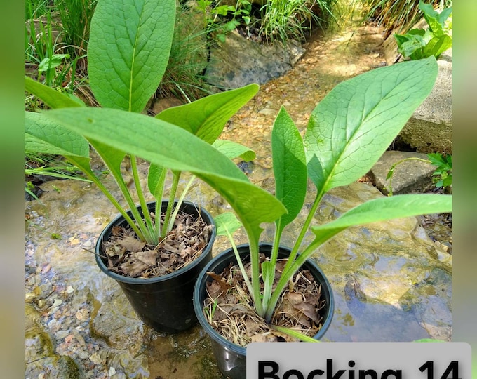 Bocking 14 Russian Comfrey, Symphytum X Uplandicum, Live Plant ...