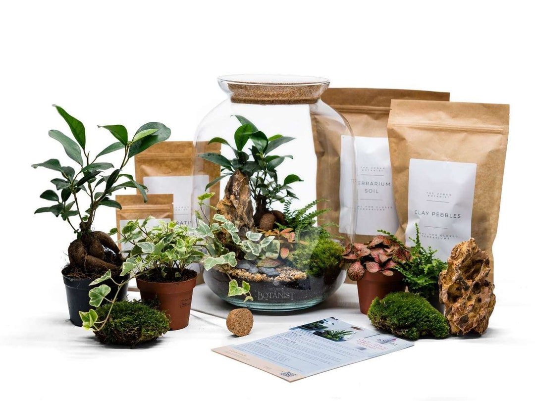 Bonsai Terrarium DIY Kit: Dragon Stone, LED Cork Lid (optional), Live ...