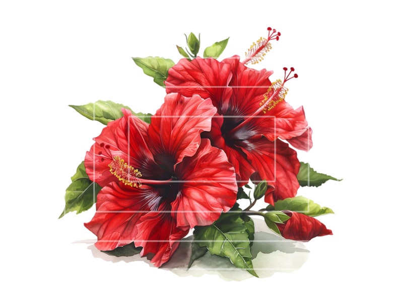 Red Hibiscus Watercolor Clipart Set - 63 PNG Files for Floral Designs ...