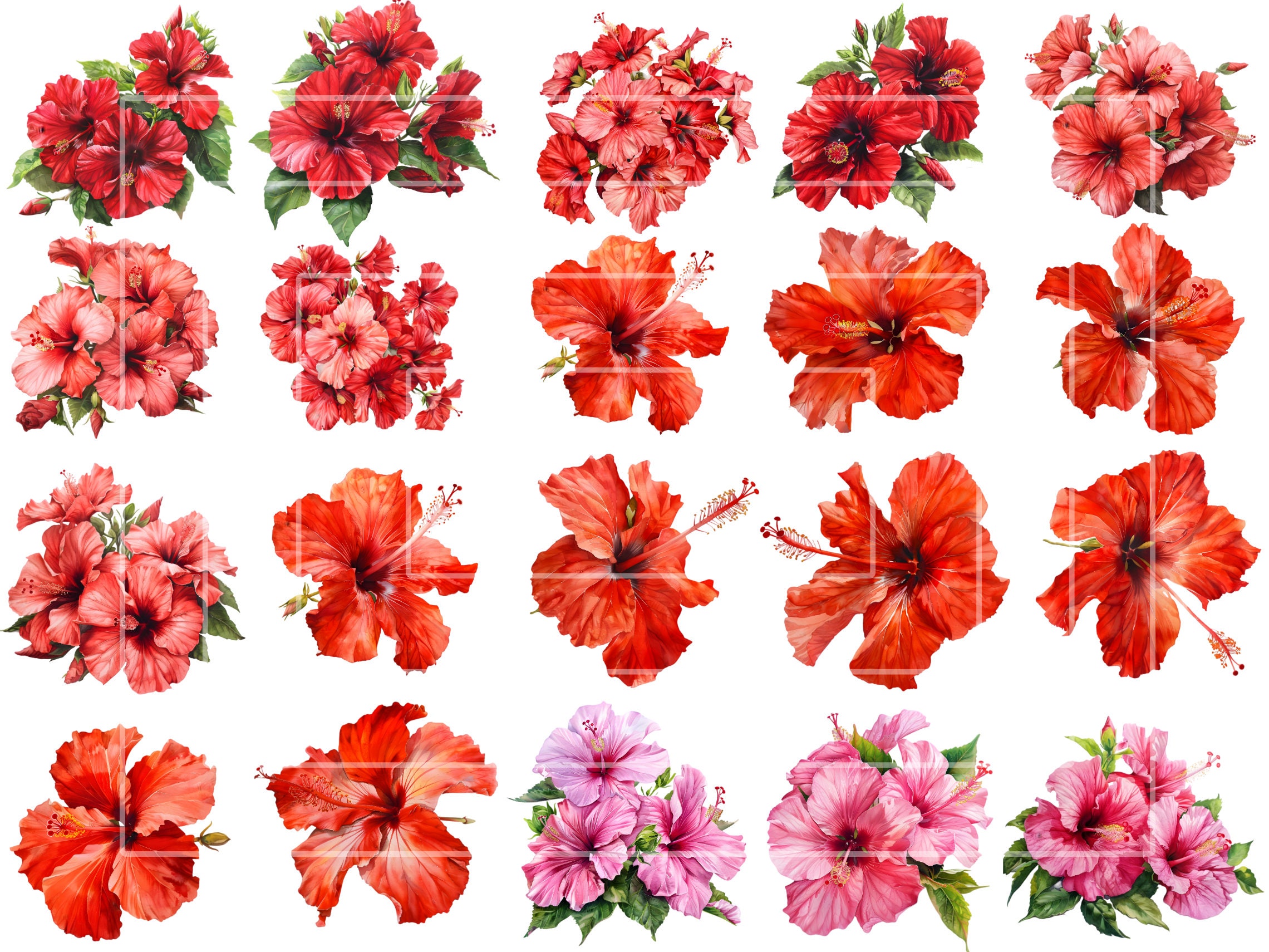 Red Hibiscus Watercolor Clipart Set - 63 PNG Files for Floral Designs ...