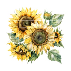 Watercolor Sunflower Clipart Bundle | 61 PNG Files | Digital Watercolor ...