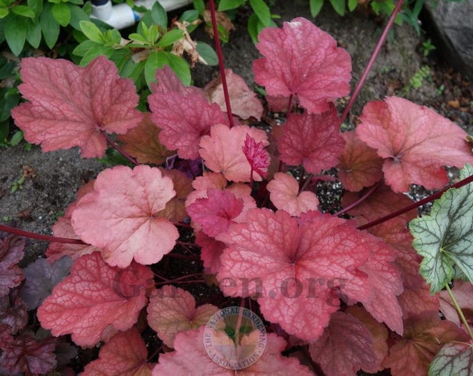 Heuchera ‘amber Lady’ – Coral Bells Perennial Plant for Shade ...
