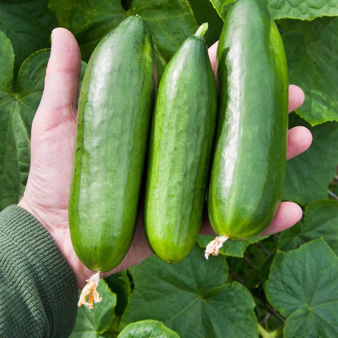 Cucumber Muncher Seeds -(around 40 SEEDS Double Other Popular Sellers ...