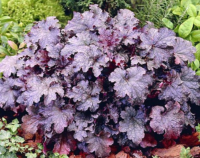 Heuchera ‘plum Pudding’ – Live Coral Bells Perennial Plant | Deep ...