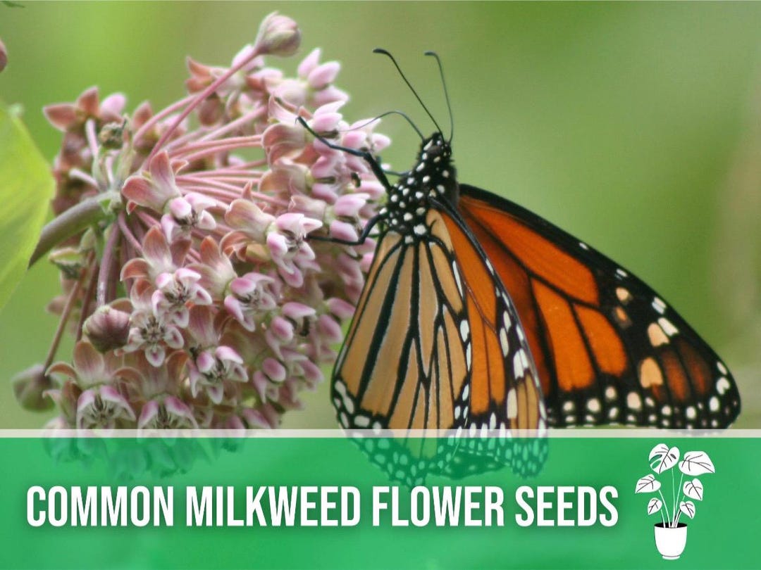 Pollinator Paradise Bundle 6 Seed Packets 2 Milkweed, 2 Butterfly Seed ...