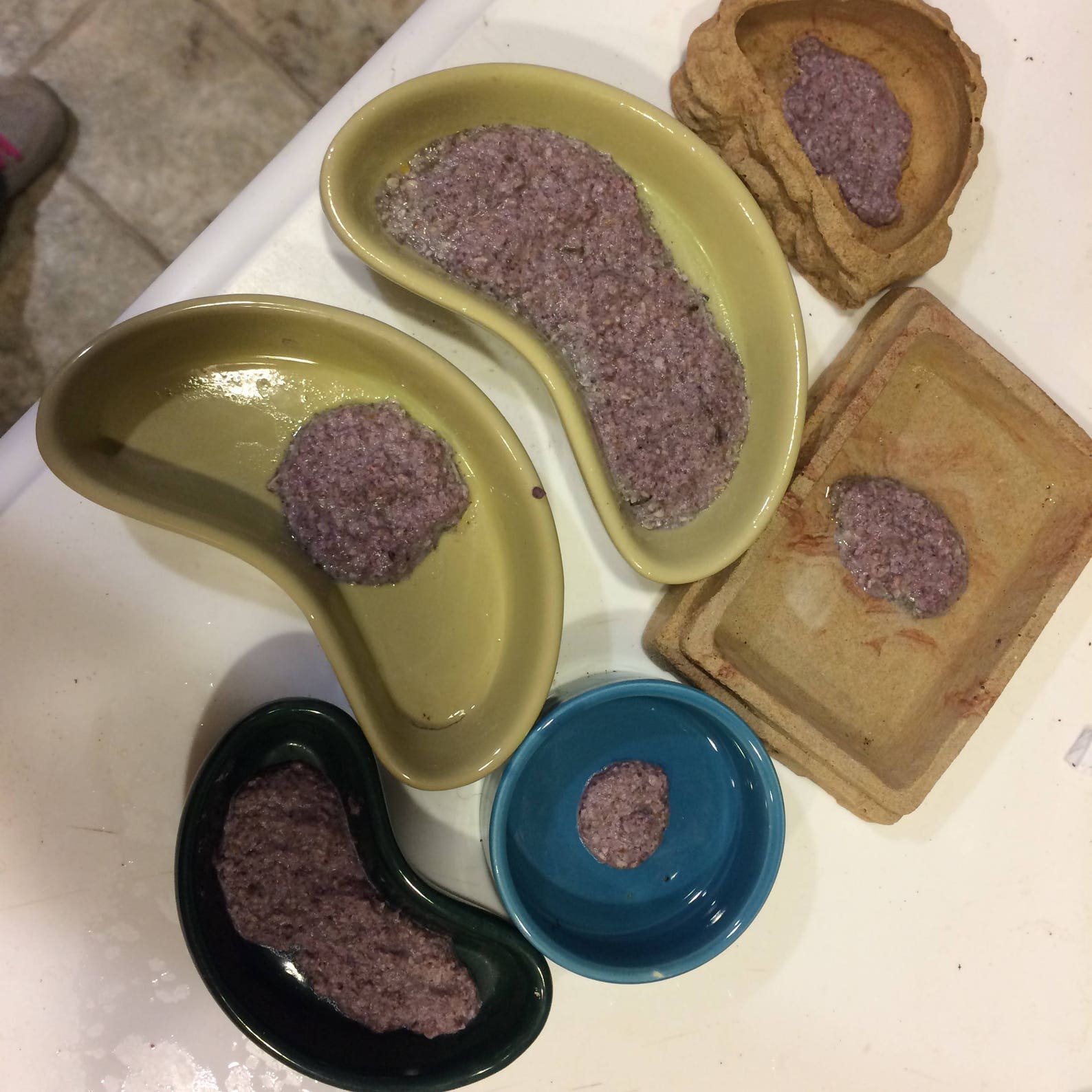 Land Snail Food Protein Based Snail Food in Many Flavors - Etsy