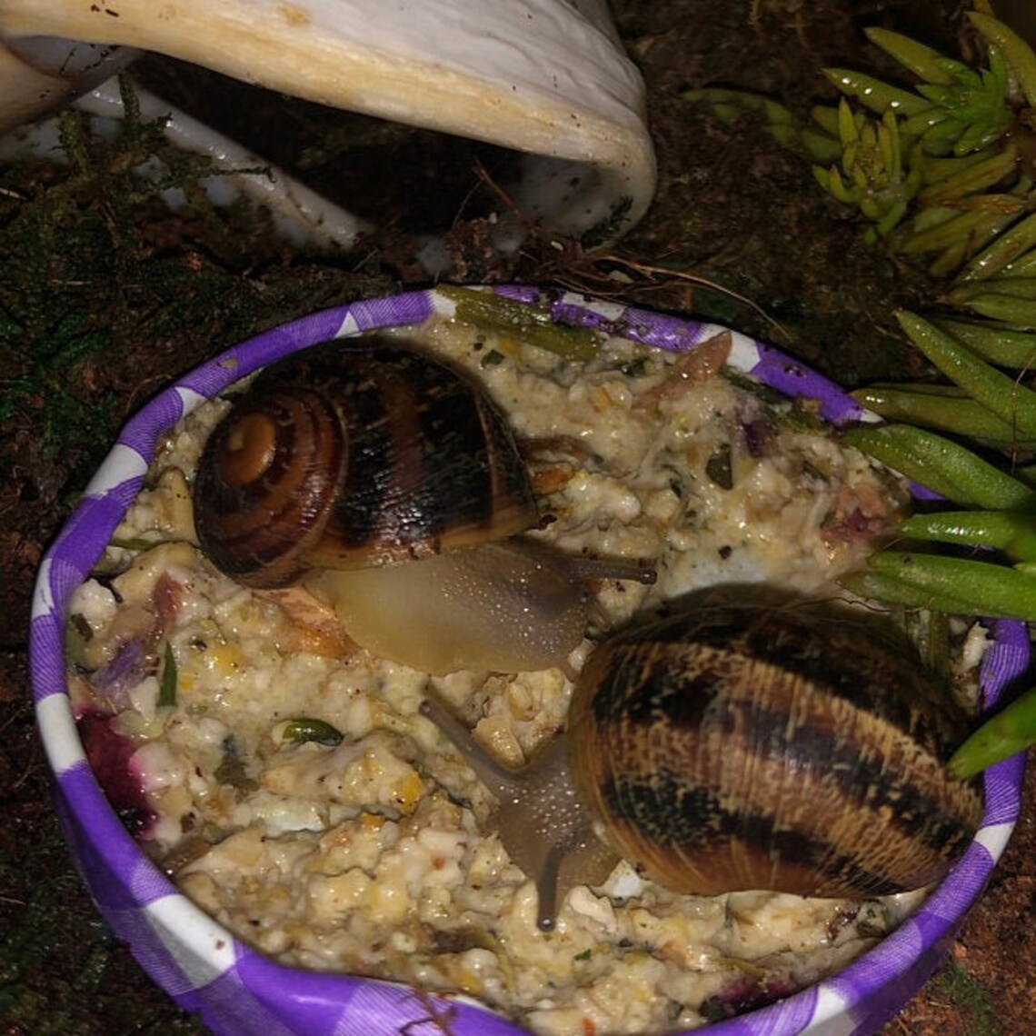 Wild Caught Wormer Snail Food Protein Based Snail Food - Etsy