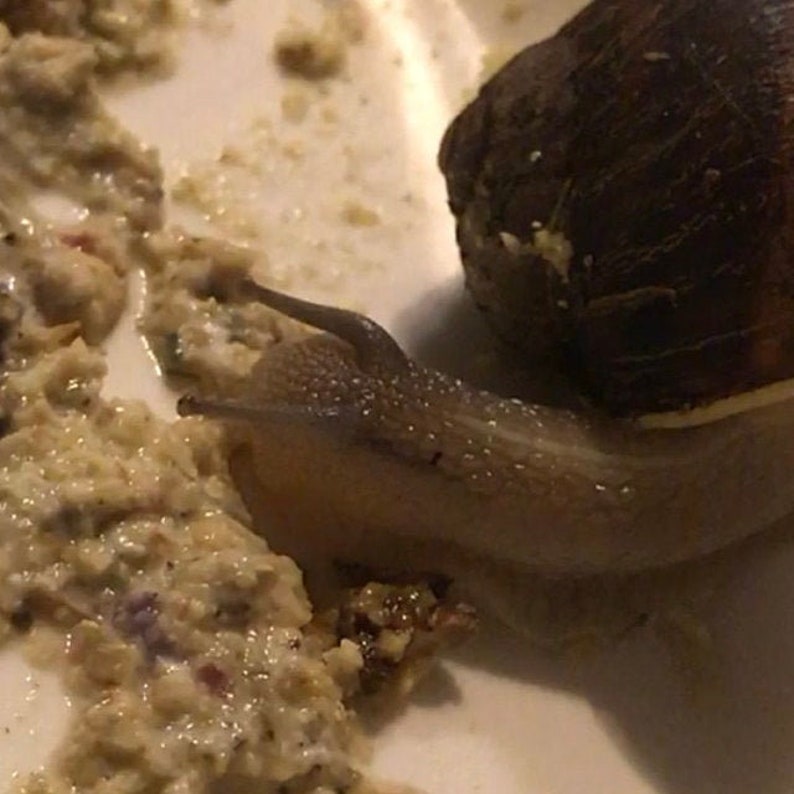 Wild Caught Wormer Snail Food Protein Based Snail Food - Etsy