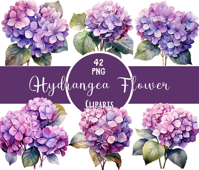 Watercolor Purple Hydrangea Clipart Bundle: Floral Design (PNG) - Etsy