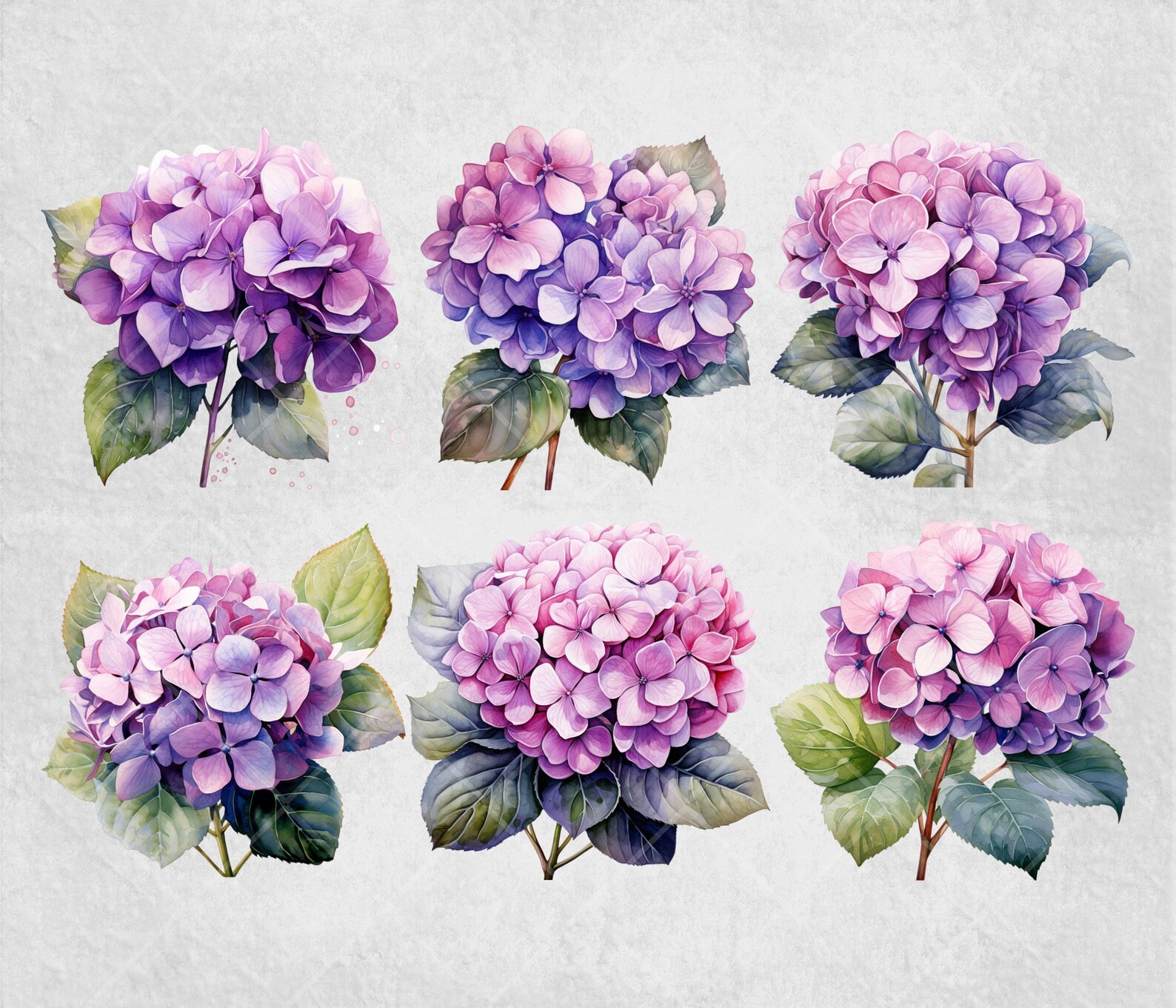 Watercolor Purple Hydrangea Clipart Bundle: Floral Design (PNG) - Etsy