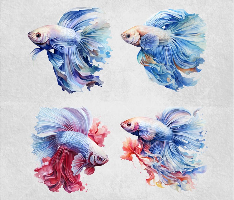 Watercolor Betta Fish Clipart Bundle: Exotic Aquarium PNG (digital ...
