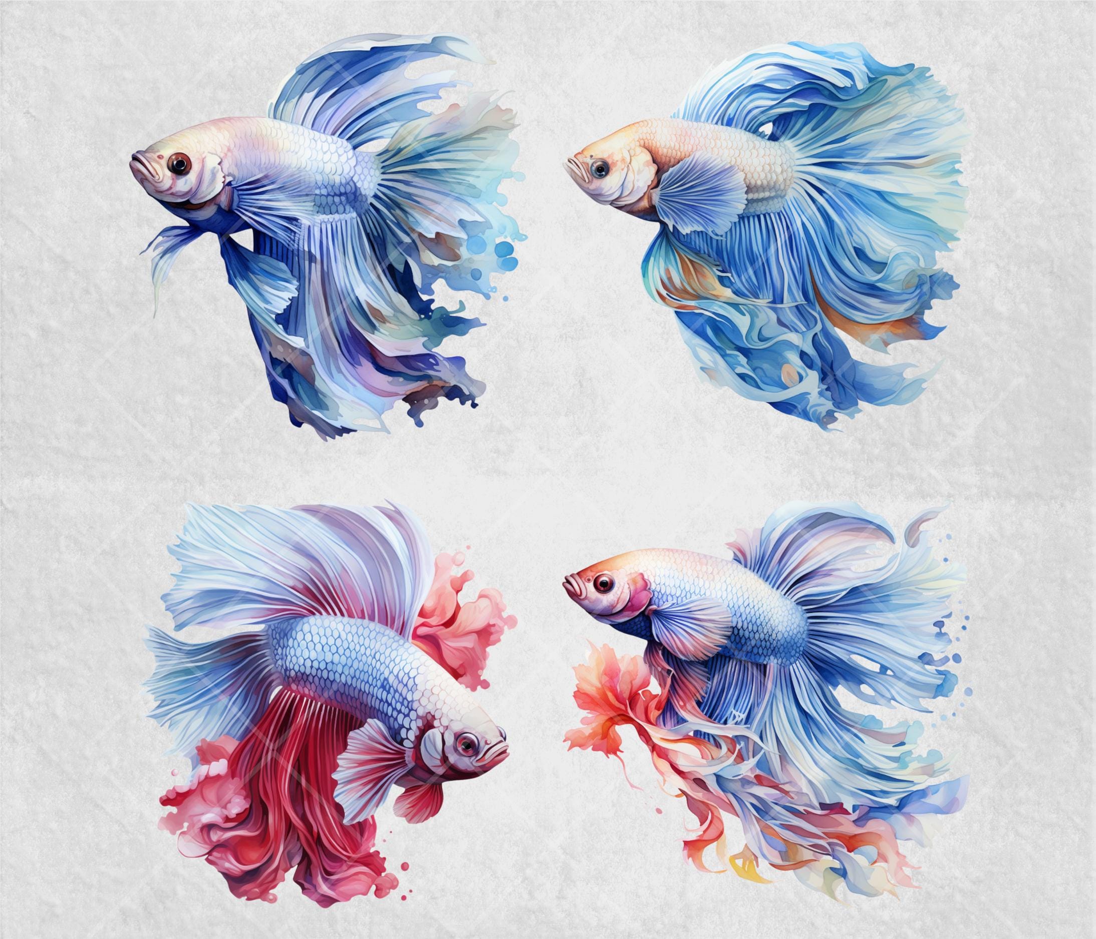 Watercolor Betta Fish Clipart Bundle: Exotic Aquarium PNG (digital ...