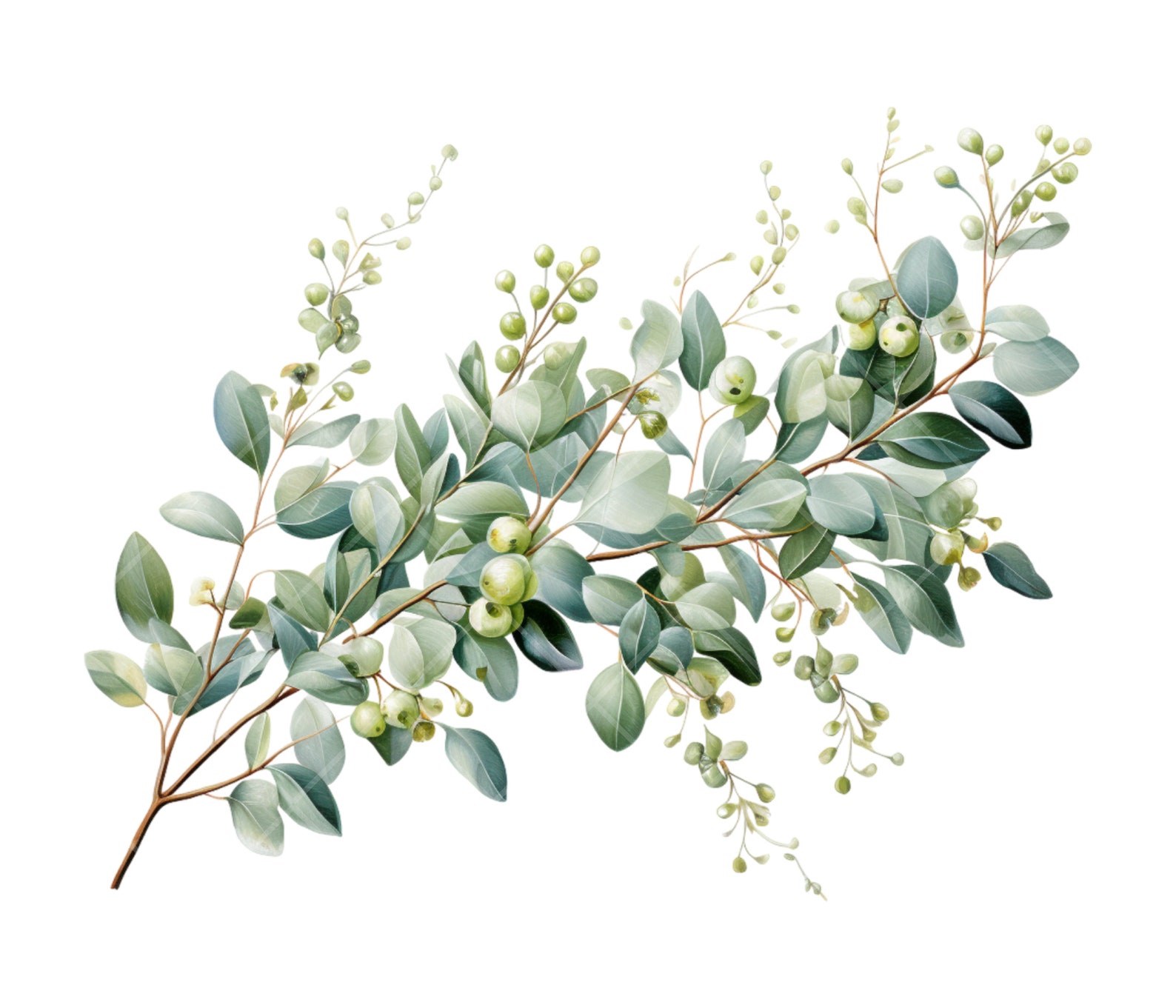 Watercolor Eucalyptus Clipart Bundle: Frames & Borders (PNG) - Etsy