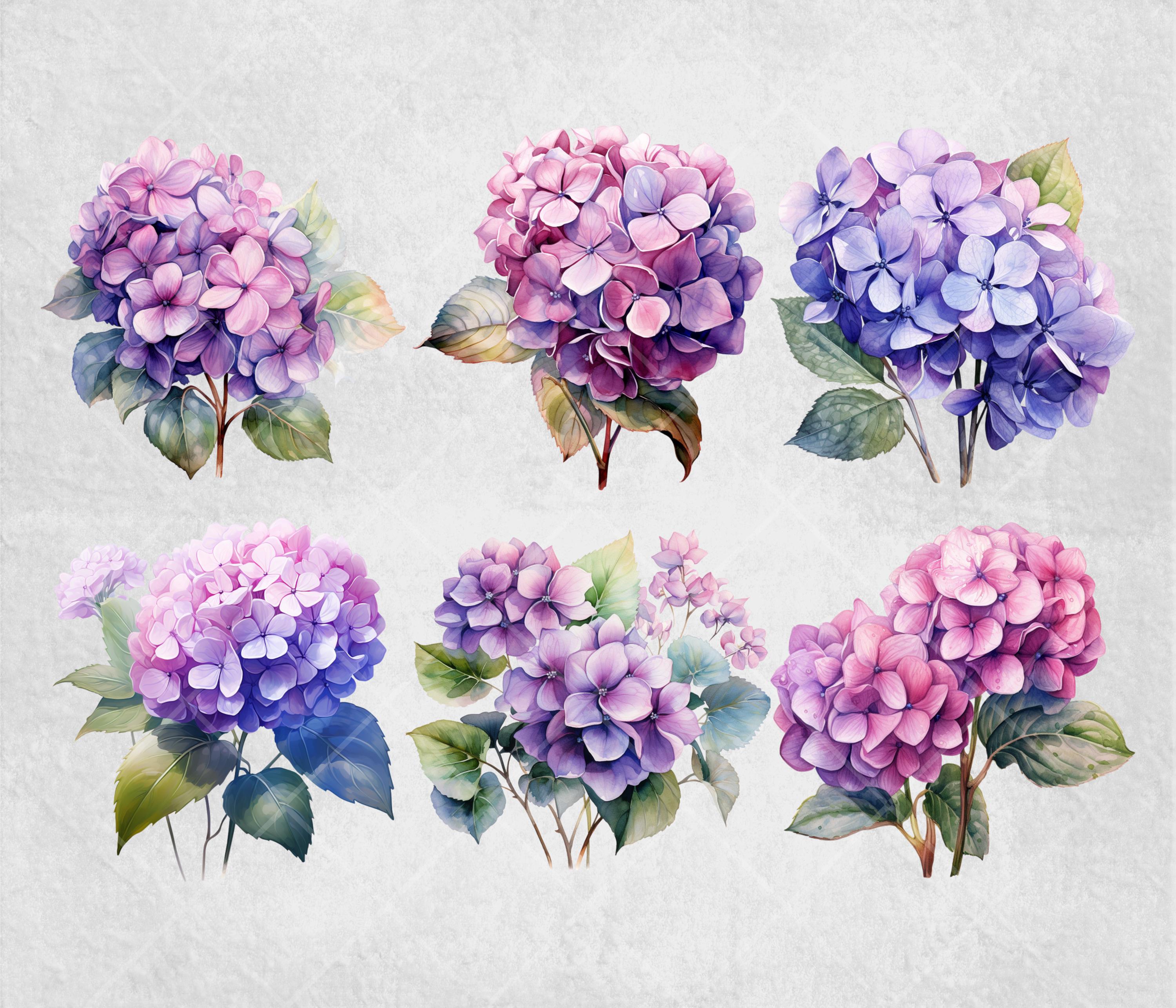 Watercolor Purple Hydrangea Clipart Bundle: Floral Design (PNG) - Etsy