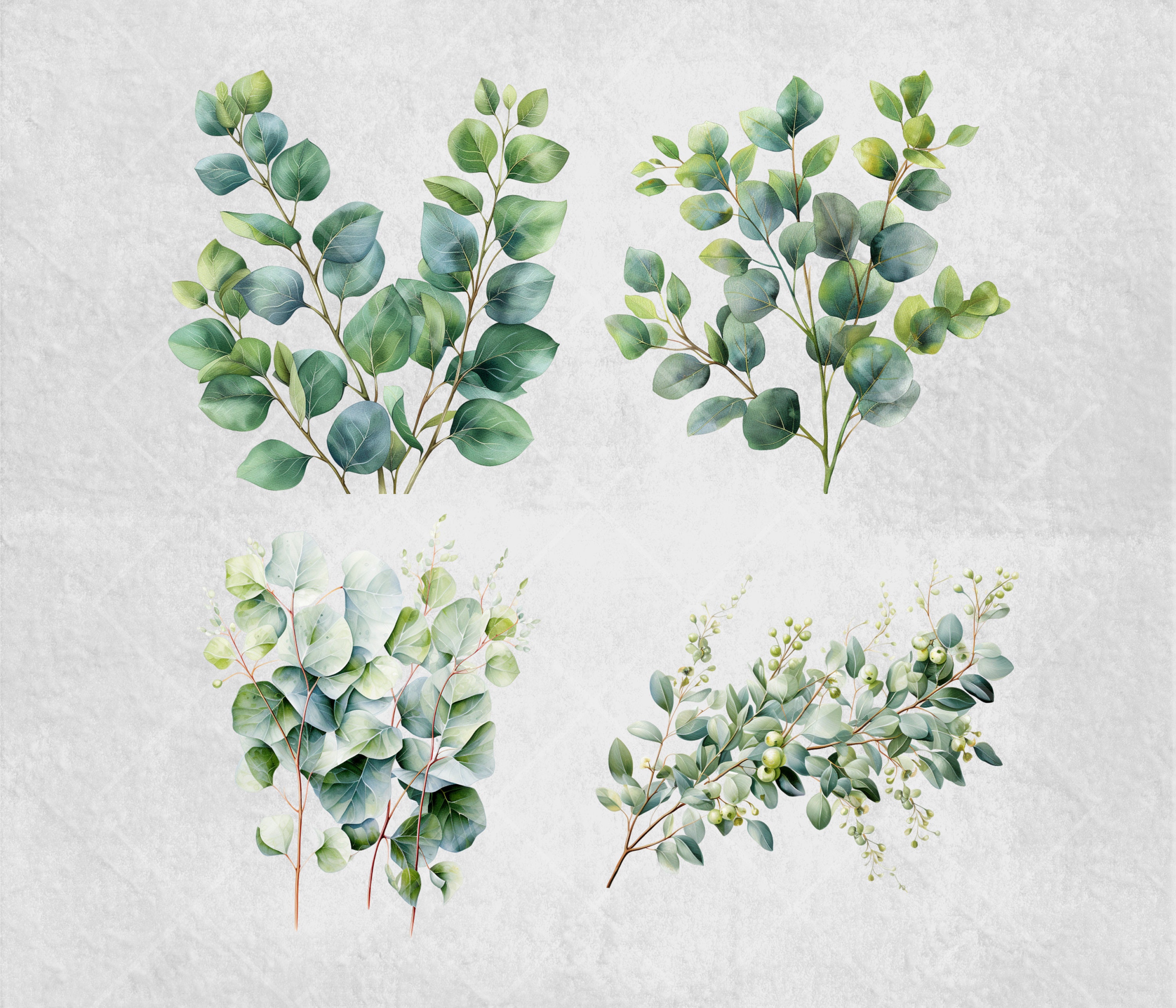 Watercolor Eucalyptus Clipart Bundle: Frames & Borders (PNG) - Etsy